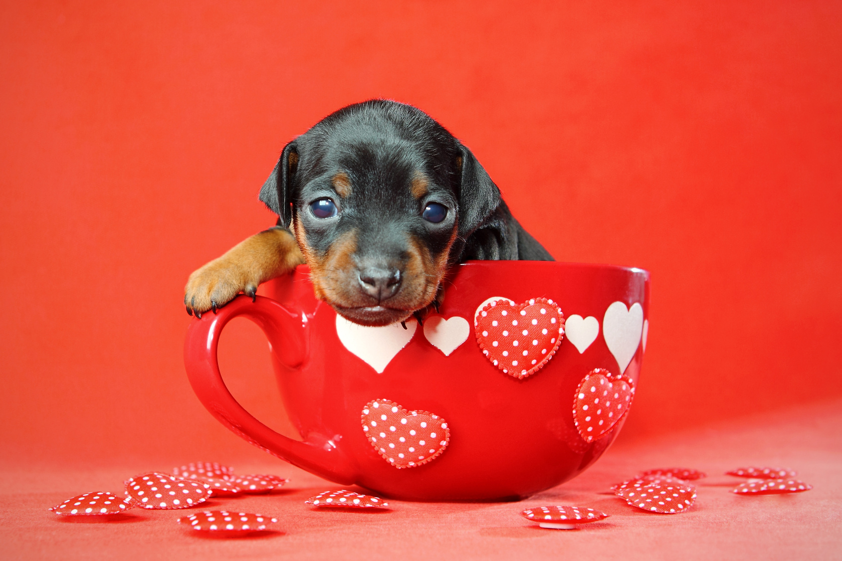 Celebrate Valentine's Day With Your Pet