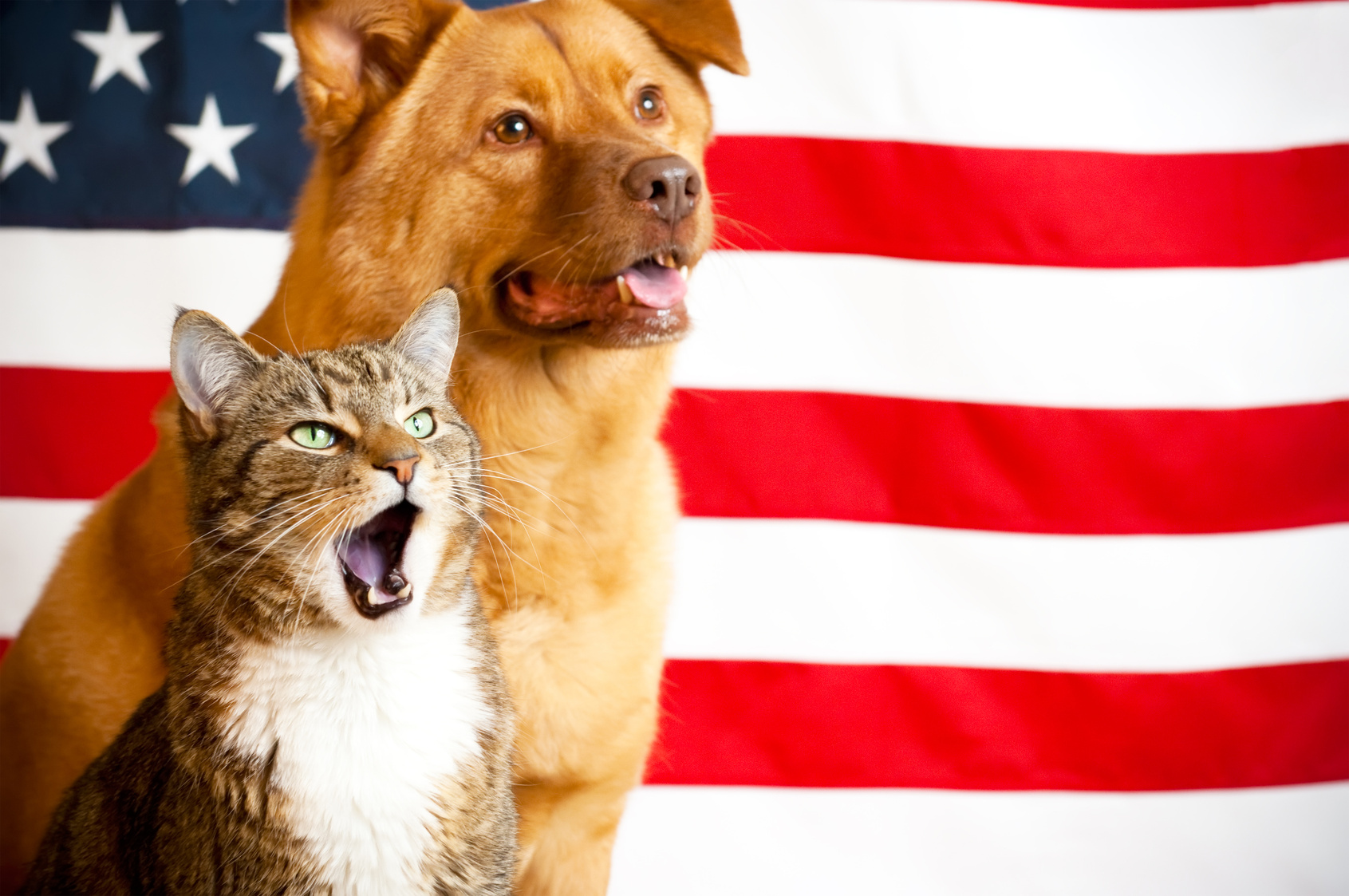 Celebrating A Happy And Safe Fourth Of July With Your Pet